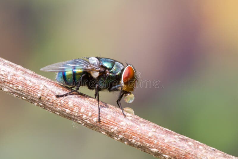 Fly and bubble stock image. Image of pest, invertebrate - 72914999