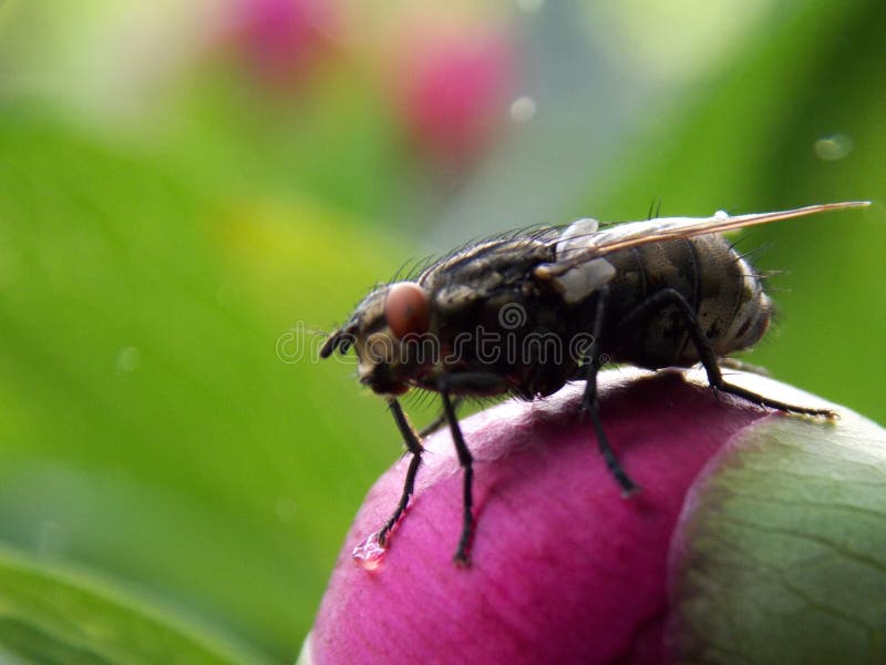 Fly on the bud of flowers stock image. Image of flowers - 115828211