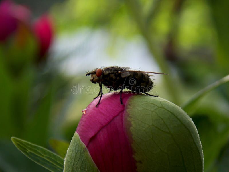 Fly on the bud of flowers stock image. Image of animal - 115828227
