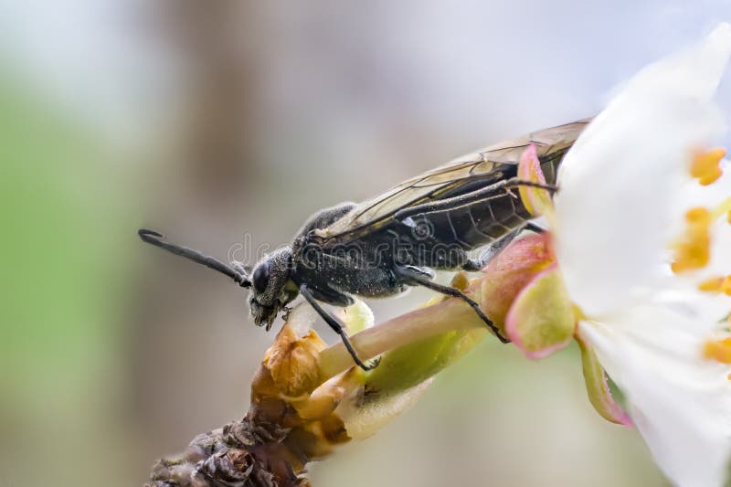 Fly Bug when Eating of Blossom Bud in Spring Time Stock Photo - Image ...