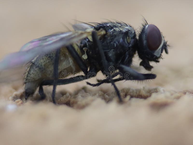 Fly Buggy Insect Heavy Annoying Restless Nightmare Stock Photo - Image ...