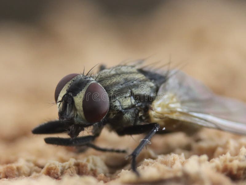 Fly Buggy Insect Heavy Annoying Restless Nightmare Stock Image - Image ...