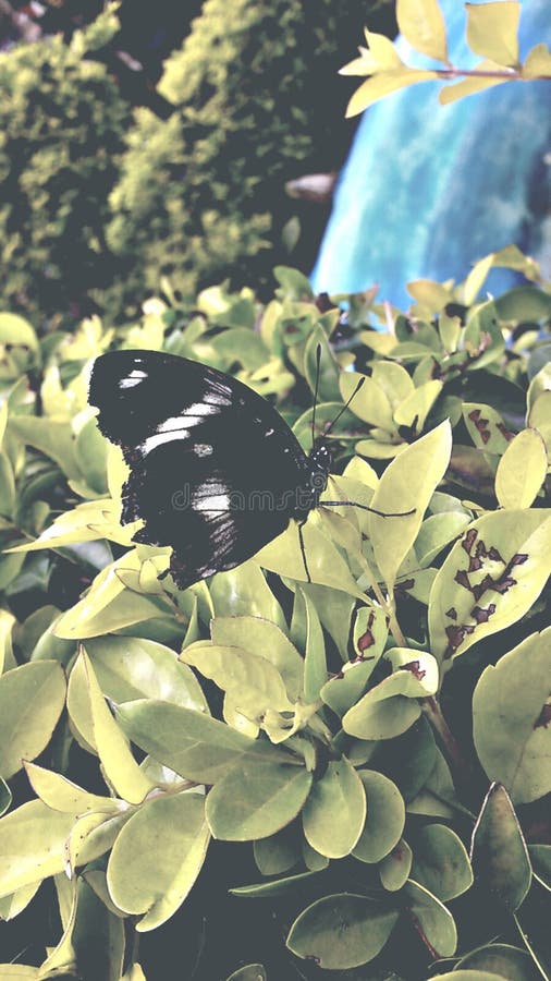 Fly fly butterfly stock photo. Image of butterfly, flyhigh - 117449662