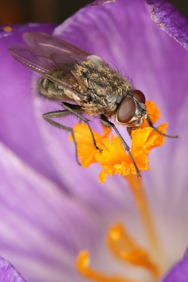 Fly on Carpel of Purple Crocus Stock Photo - Image of perennials ...