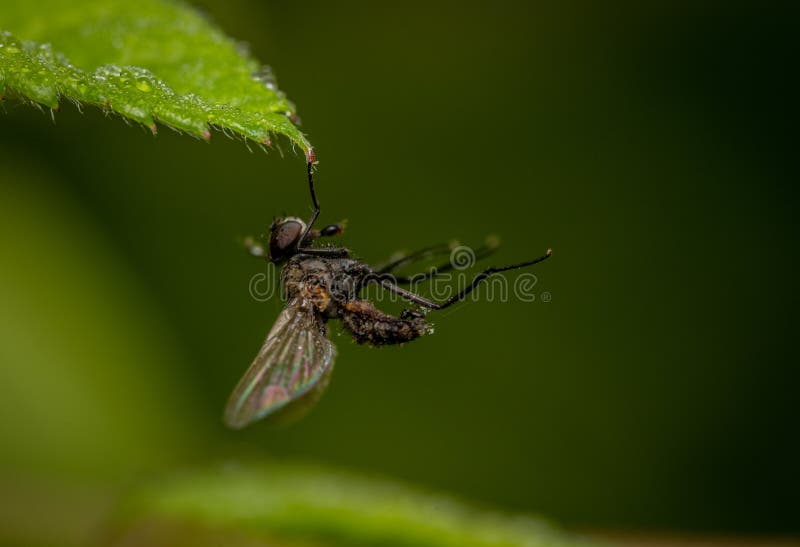 Fly Caught on a Leaf stock image. Image of caught, wings - 221409575