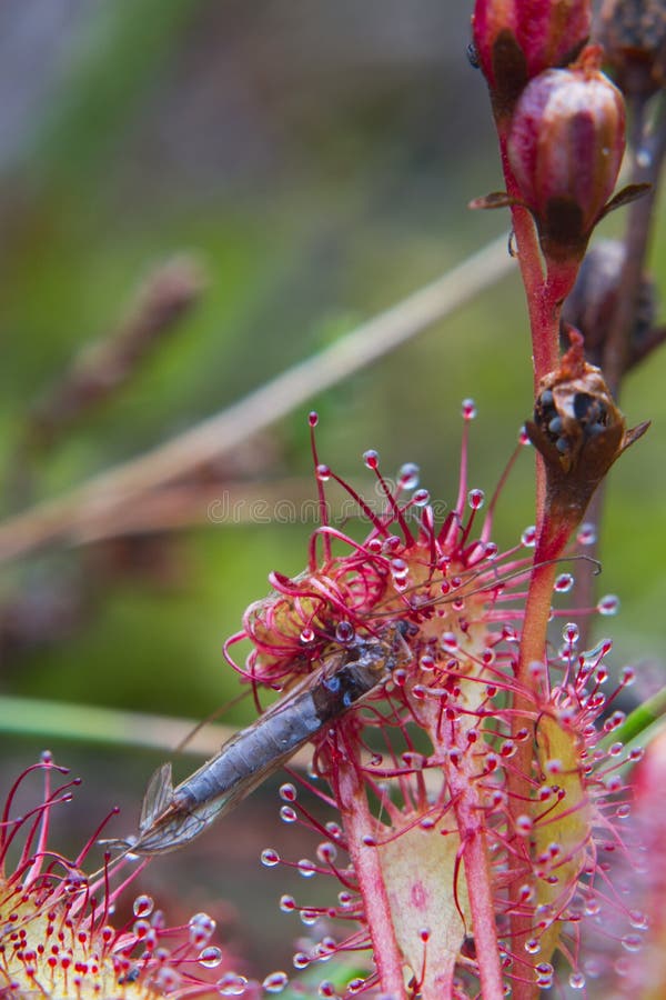 Insect caught by Sundew stock photo. Image of sticky - 44366294