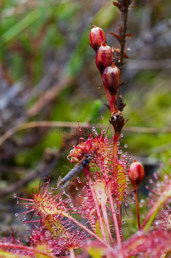 Insect caught by Sundew stock photo. Image of sticky - 44366294