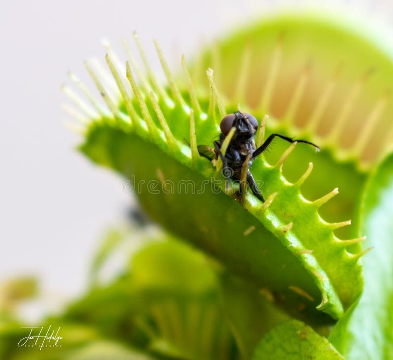 A Fly Caught in a Venus Flytrap Stock Photo - Image of blue, closeup ...
