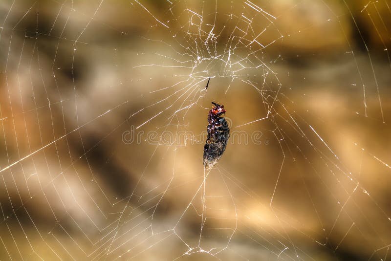 Fly Caught in Web stock photo. Image of transparent, stuck - 96783172