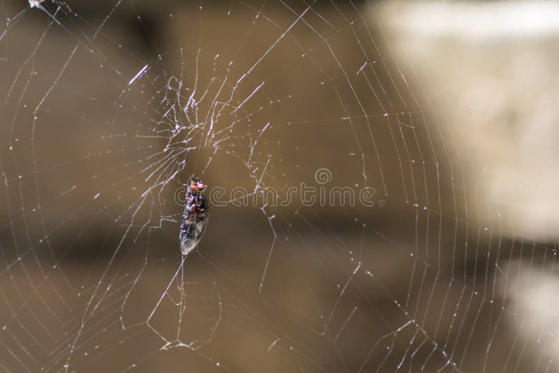 Fly Caught in Web stock photo. Image of horizontal, housefly - 96783248