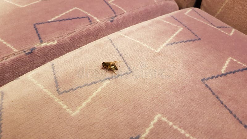 Fly on a chair stock image. Image of train, animale - 167235857
