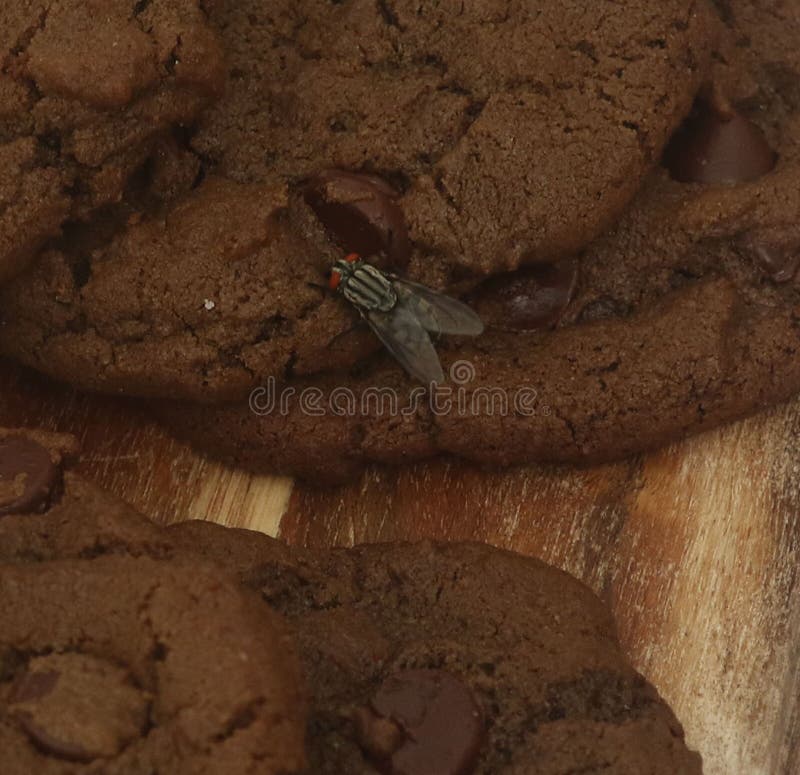 Isolated Vomit Fly Stock Photos - Free & Royalty-Free Stock Photos from ...