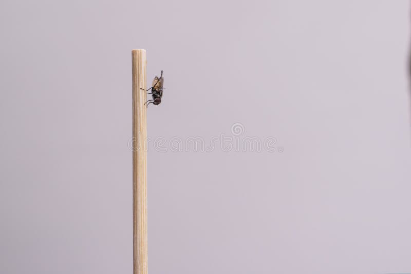 Fly on chopsticks stock image. Image of isolated, wing - 73483041