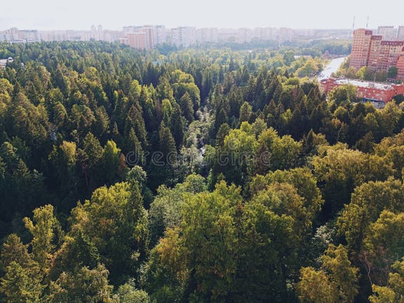 Fly city forest stock photo. Image of green, forest - 256126230