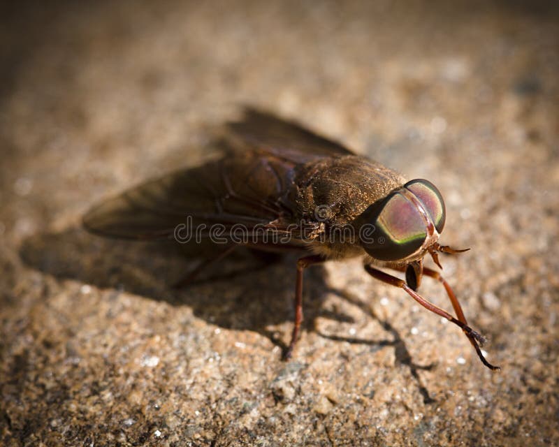 Fly cleaning legs stock photo. Image of closeup, biology - 28415932