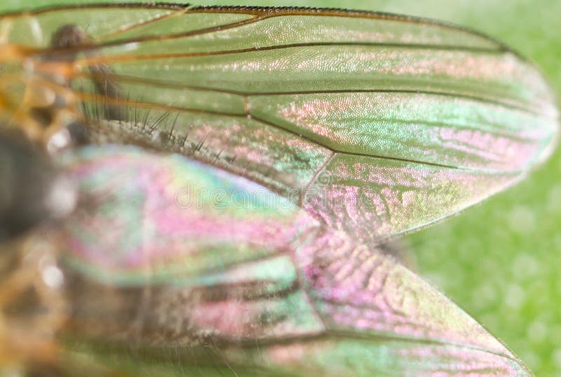 Fly. close stock image. Image of organism, leaf, increase - 107448103