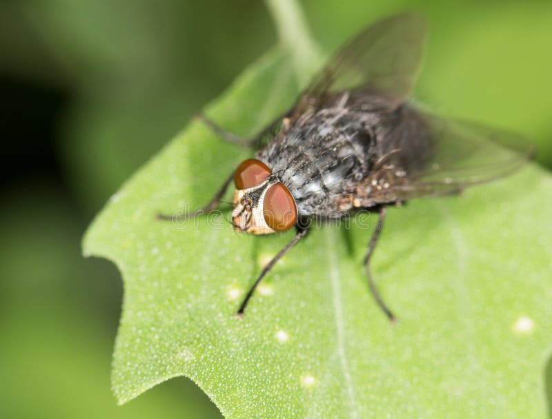 Fly. close stock photo. Image of approximation, horns - 107446652
