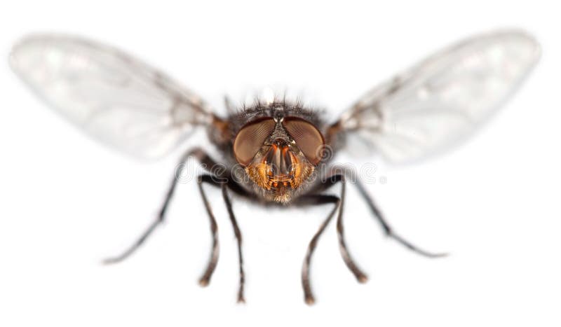 Fly close up stock image. Image of binocular, isolated - 23362177