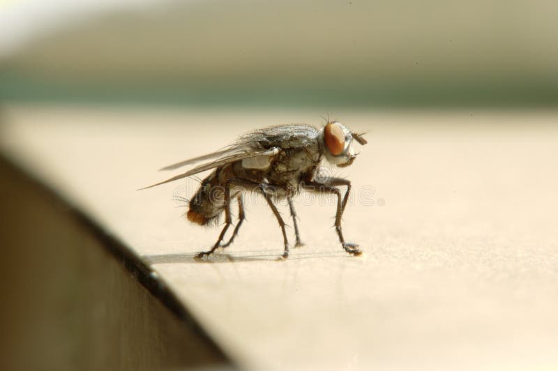 Birds stock image. Image of simple, beautiful, crow, amazing - 2586727