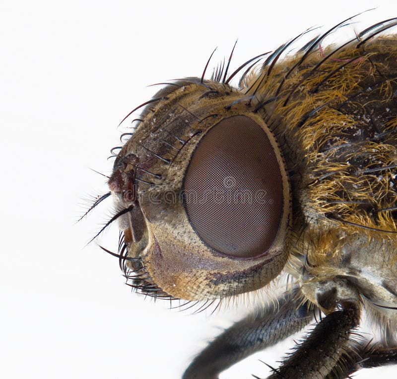 Flying Colors stock photo. Image of beautiful, colors - 2134782