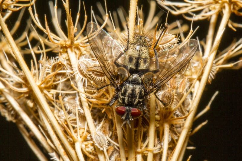 Fly close up stock image. Image of colorful, black, close - 73407853