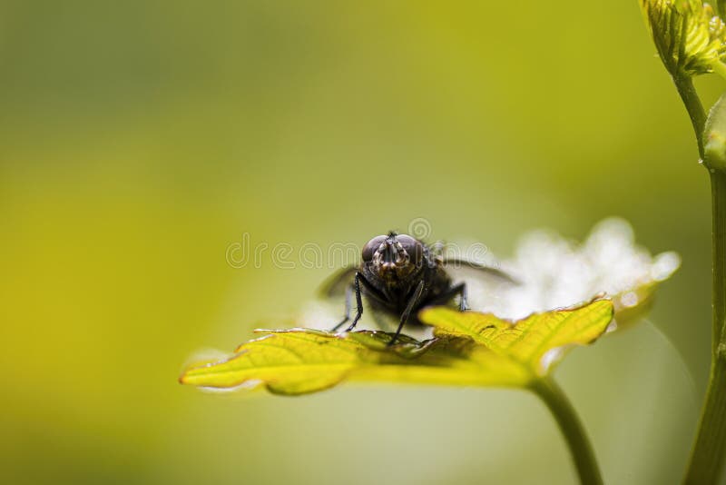 A Fly Close-up on Green Leaf Scene Stock Photo - Image of leaf, insect ...