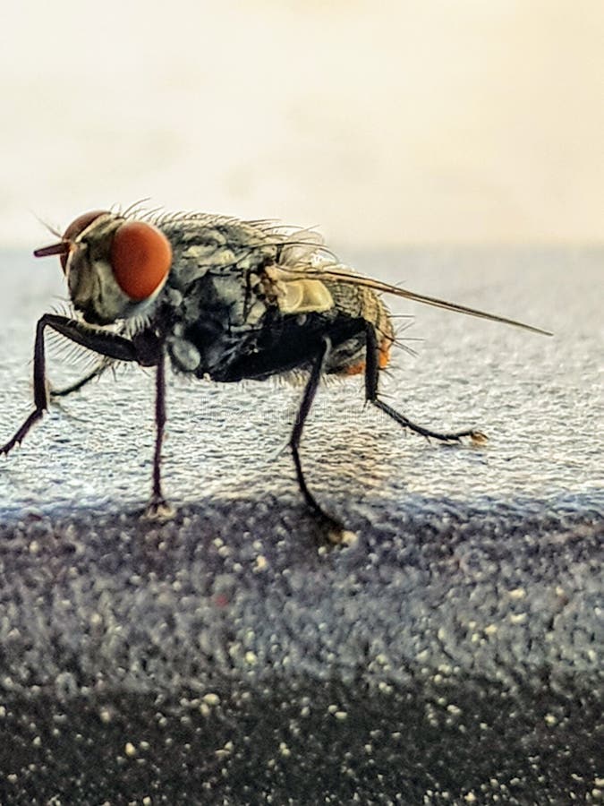 Fly close up stock photo. Image of hairy, micro, close - 125098310