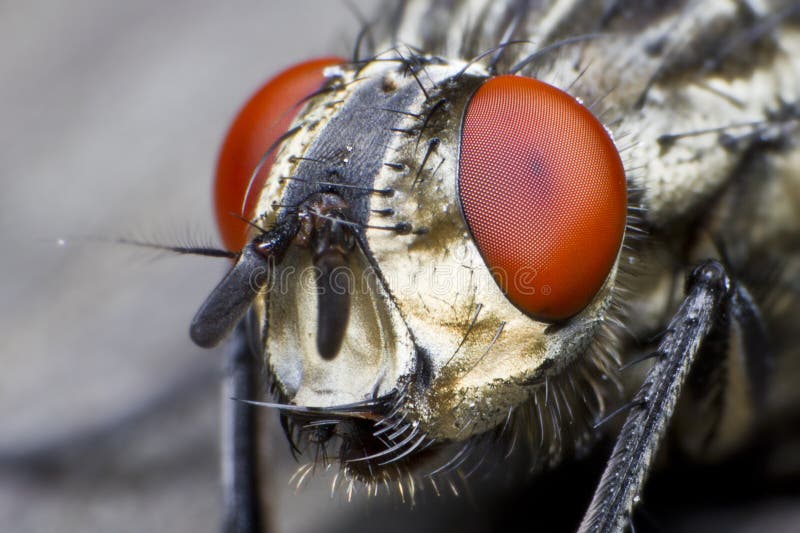 Fly stock photo. Image of close, animal, closeup, compound - 42213700