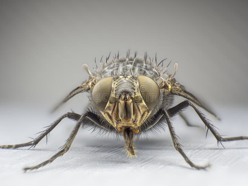 A Fly,close Up, Macro, Big Fly, Monster Insect, Front View Stock Photo ...