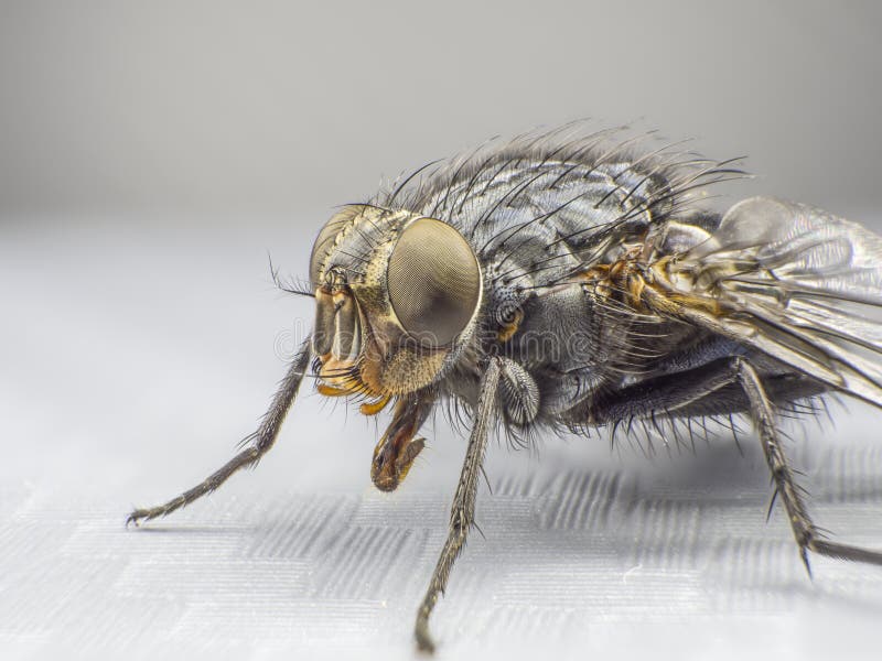 A Fly,close Up, Macro, Big Fly, Monster Insect, Side View Stock Photo ...