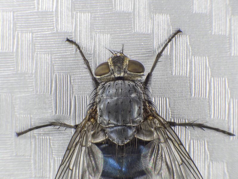 A Fly,close Up, Macro, Big Fly, Monster Insect, Top View Stock Image ...