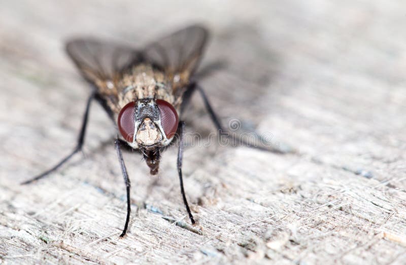Fly. close-up stock photo. Image of closeup, forepaws - 89678374