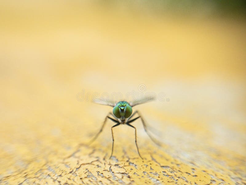 Fly close-up stock image. Image of yellow, green, close - 287382881