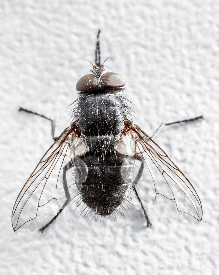 Fly close-up stock image. Image of buzz, food, invertebrate - 133575321