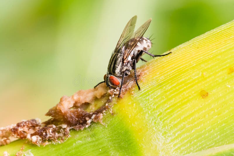 Fly stock image. Image of fauna, color, corn, invertebrate - 99149305