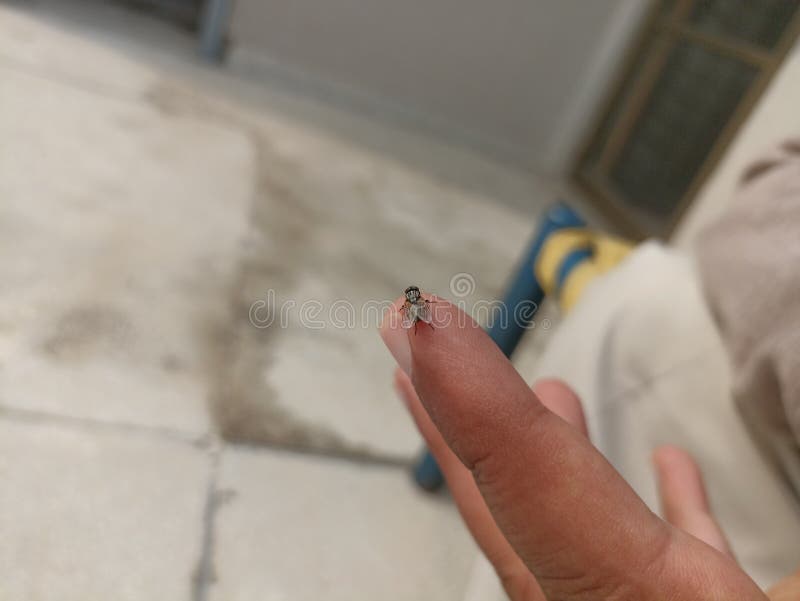 Fly Closeup on Human Finger Stock Image - Image of pink, wood: 239718335