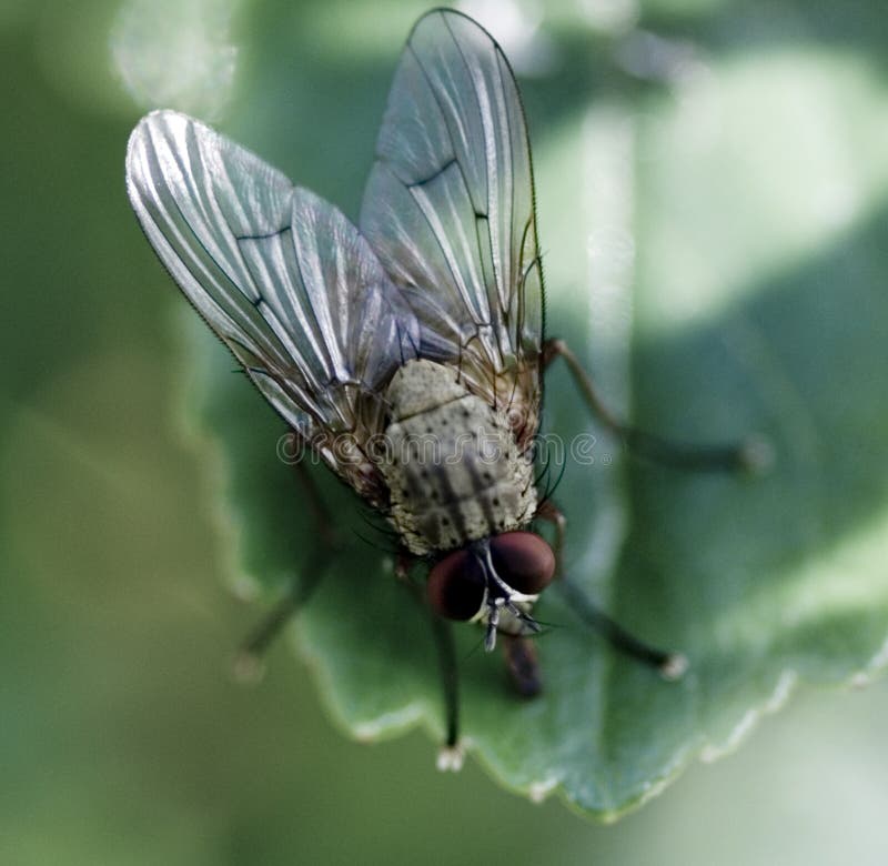 Fly Closeup stock image. Image of house, closeup, domestic - 36092267