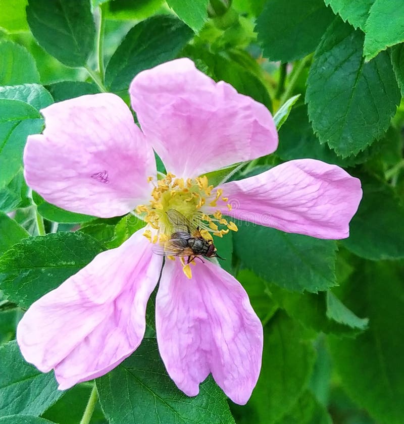 Fly Closeup Photo on Pink Flower Bud Stock Photo - Image of landscape ...