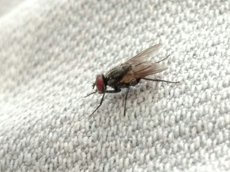 Fly on the cloth stock image. Image of sitting, dirt - 107872129