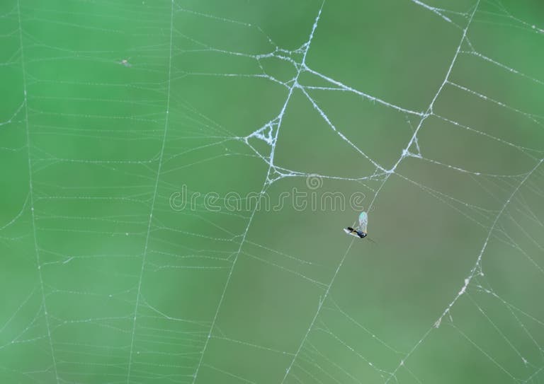 Fly with cobweb stock photo. Image of fresh, arthropod - 84389304