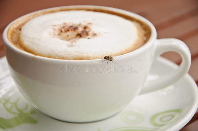 Home Fly Sitting on Delicious Ham Sandwich Stock Image - Image of ...