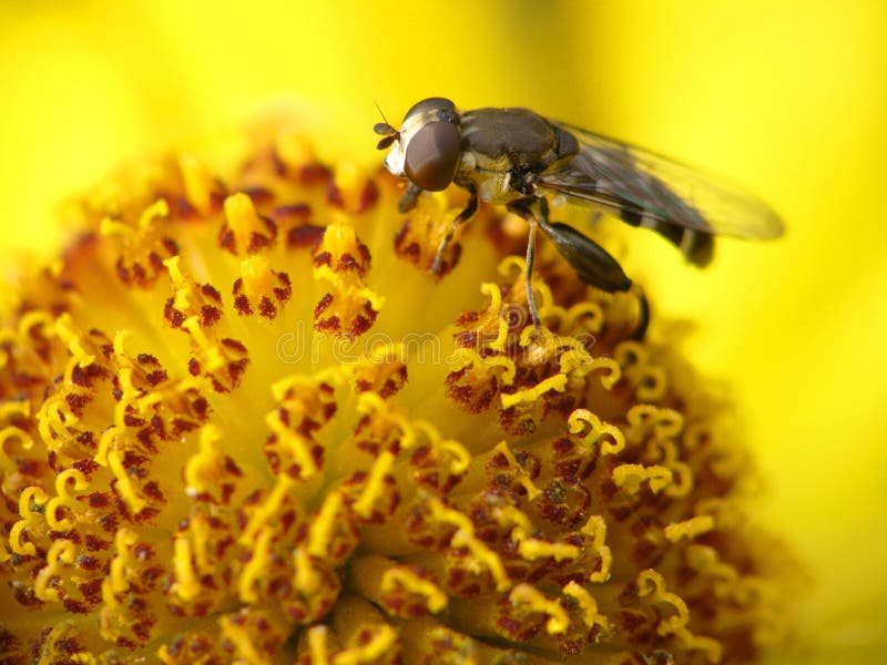 Fly Collecting Pollen On Flower Stock Image - Image of colorful, color ...