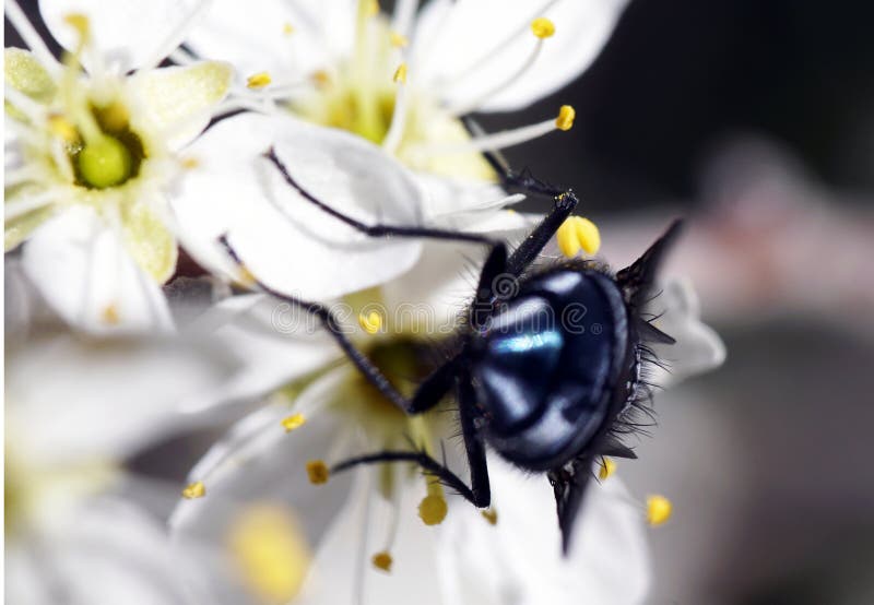Fly Collecting Pollen from the Flowers. Springtime of 2020 Stock Photo ...