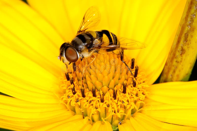 A Fly Collecting Pollen from a Yellow Flower Stock Photo - Image of ...
