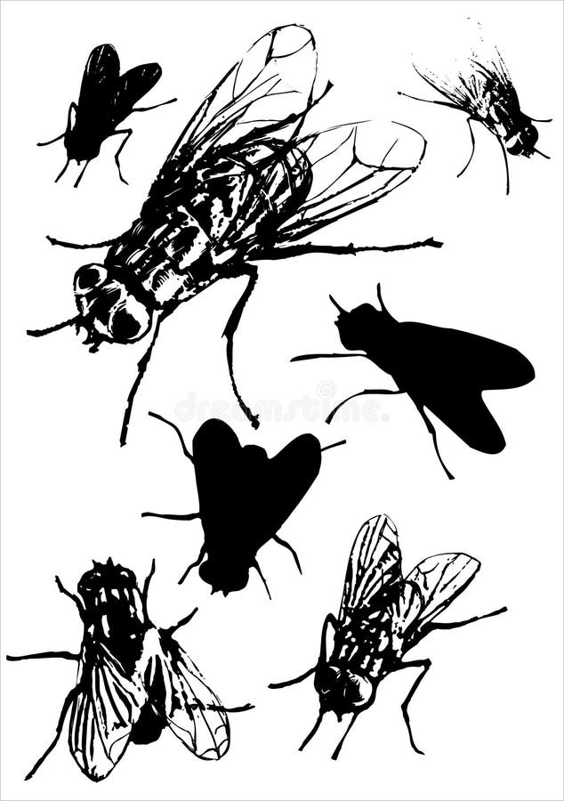 Tsetse Fly Insect Sketch Engraving Vector Stock Vector - Illustration ...