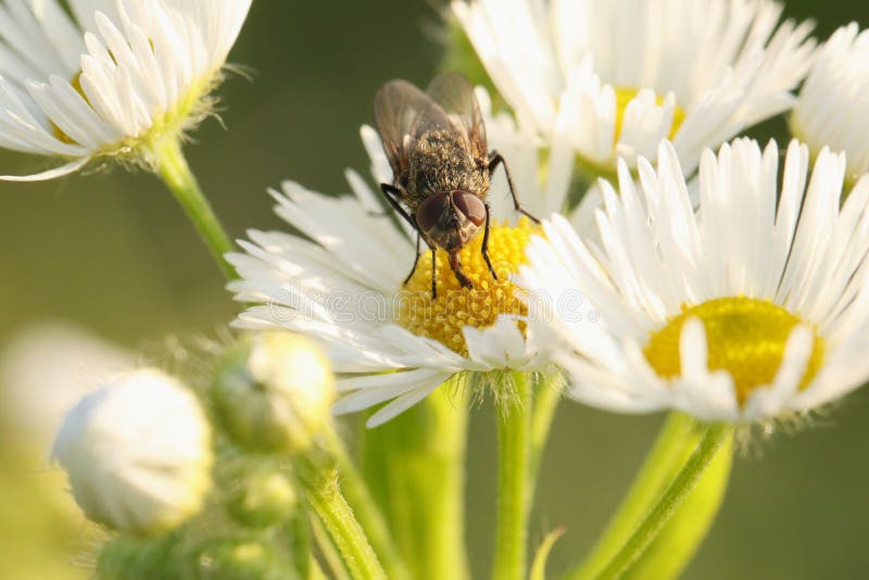 Fly stock image. Image of chamomile, green, outdoor - 100340331