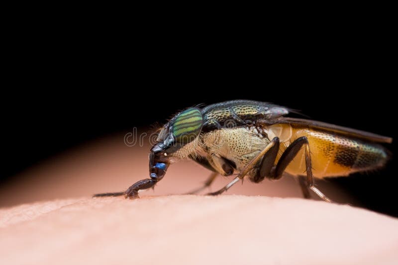 A Fly with Colorful Banded Eyes Stock Image - Image of diptera, hairy ...
