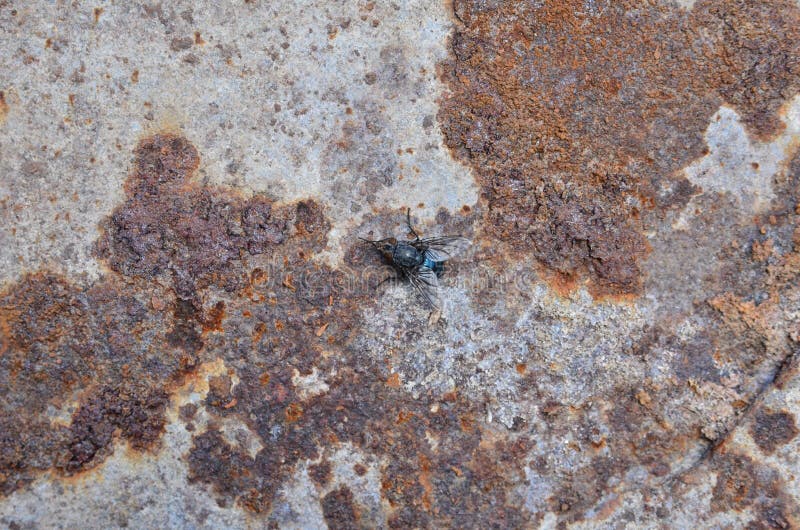 Fly stock photo. Image of metal, abstract, metallic, rubbish - 84352078