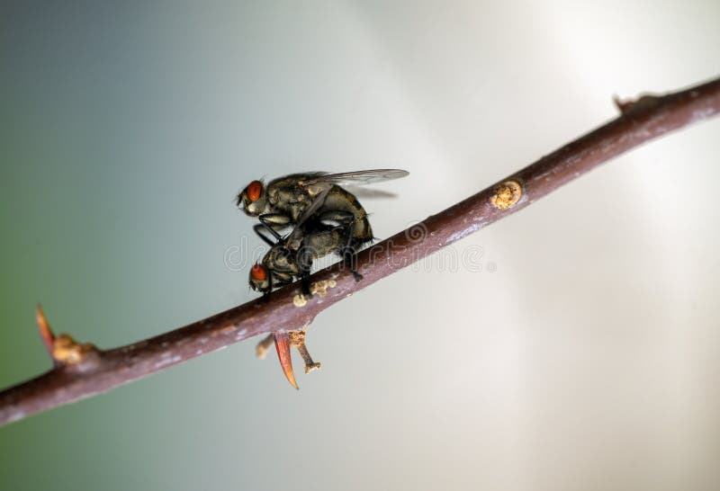 Flies making love stock image. Image of heart, green - 214472429