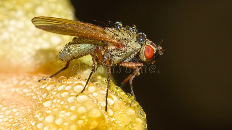 Fly Covered with Dew Close-up Shot Stock Photo - Image of detail ...